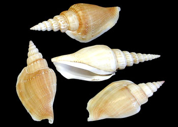 凤螺总科 Strombacea 蓝色动物学（中国动物学科普）